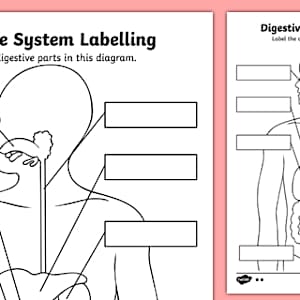 Digestive System Worksheet | Labelling | KS2 Science