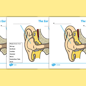 Parts of the Ear Labelled Diagram Activity | Twinkl