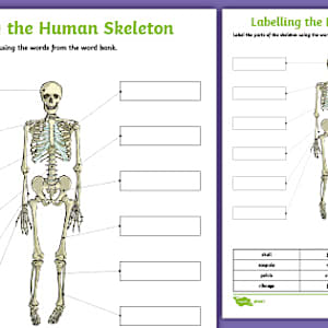 Labelling the Human Skeleton Activity Sheet