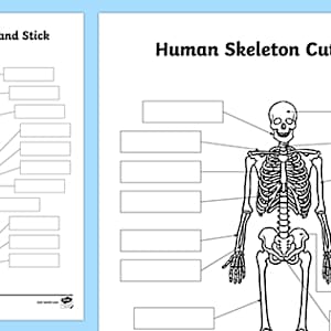 Label the Skeleton Worksheet | Bones Cut and Paste Worksheet