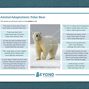 Adaptations of a Polar Bear Display Poster