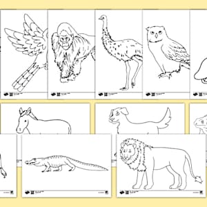 Animal Coloring Sheets - KS1 Resource