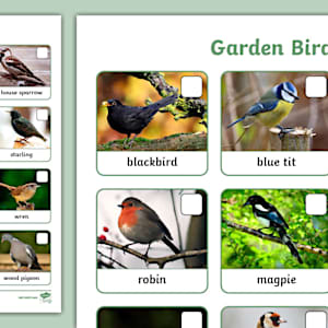 Garden Birds Identification Sheet | Twinkl