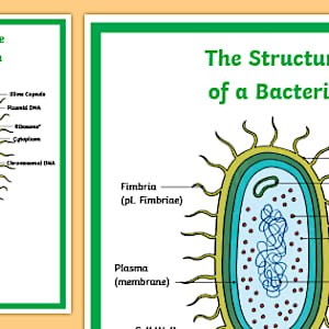 Bacteria Cell Diagram GCSE Poster | Science | Beyond