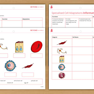 Specialised Cells | KS3 Cells and Organisation | Beyond