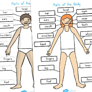 Human Body Labelled Diagram | Body Parts Drawing Picture