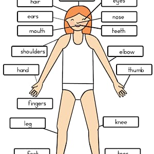Human Body Labelled Diagram | Body Parts Drawing Picture