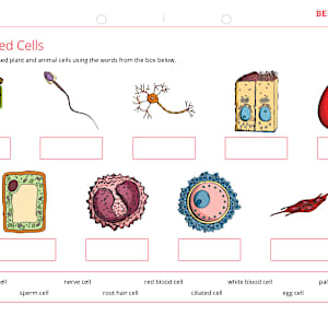 Specialised Cells | KS3 Cells and Organisation | Beyond
