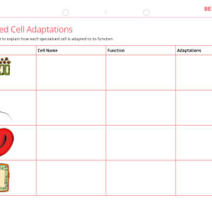 Specialized Cells Worksheet - Science Resource - Twinkl