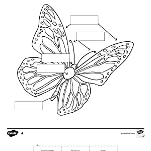 Label the Parts of the Butterfly Worksheet - Science - Twinkl