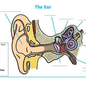 Parts of the Ear Labelled Diagram Activity | Twinkl