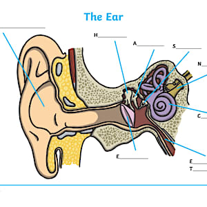 Human Ear for Kids Labelled Diagram Activity | Twinkl