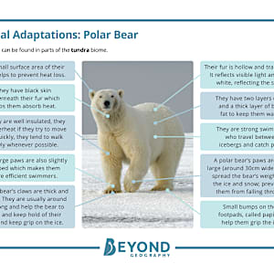 Adaptations of a Polar Bear Display Poster