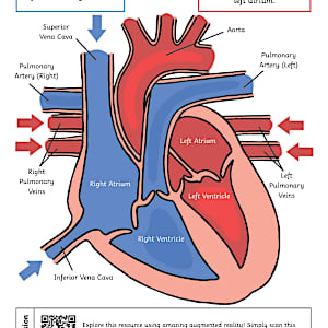 Heart Diagram Labelling Activity - Science - Twinkl QR