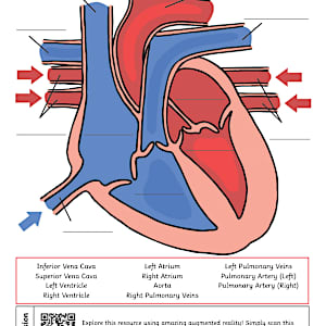 KS2 Heart Diagram QR Labelling Activity - Science - Twinkl
