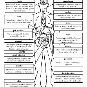 Organ Labelling Activity | Full Human Body Chart Download