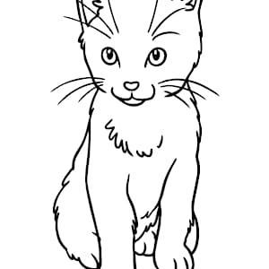 Animal Coloring Sheets - KS1 Resource