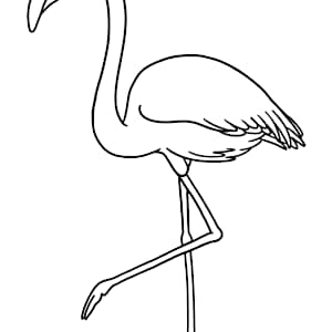 Animal Colouring Pages | Creative | Primary Resources