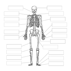 Label the Skeleton Worksheet | Bones Cut and Paste Worksheet