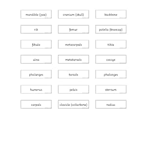 Label the Skeleton Worksheet | Bones Cut and Paste Activity