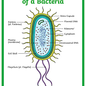 Bacteria Labelled Diagram | Science Display Poster | Twinkl