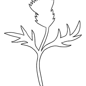 Thistle Template – CfE First Level Activity Sheet