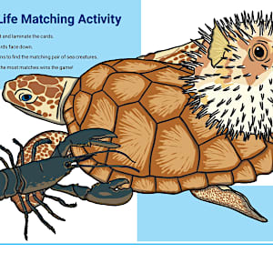 Ocean animals matching activity cards- easy to print.