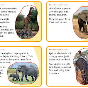 KS1 African Savanna Fact Cards - Twinkl
