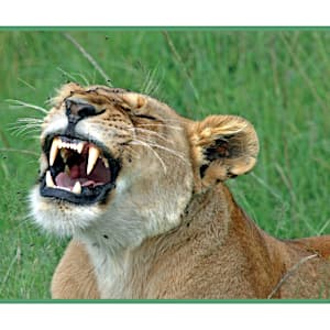 Animal Teeth Photo Pack