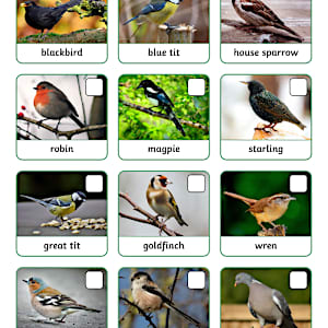 Garden Birds Identification Sheet | Twinkl