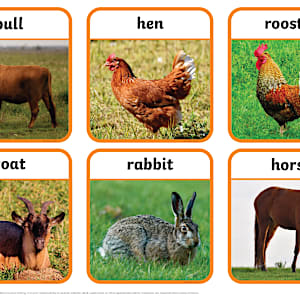 Farm Animal Photo Cards - KS1 - Twinkl