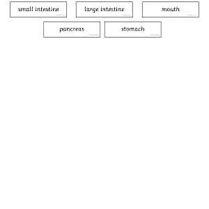 Digestive System Worksheet | Labelling | KS2 Science
