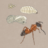 Ant Life Cycle PowerPoint - Twinkl - KS1 (teacher made)