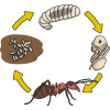 Ant Life Cycle PowerPoint (teacher made)