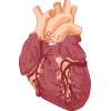 Heart and Circulatory System KS2 | Twinkl | Science Lessons