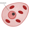 What is cytoplasm? - Answered - Twinkl Teaching Wiki
