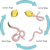 Life Cycle of an Earthworm Poster | Twinkl Display Resource