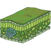 Structure of a Leaf Worksheet (teacher made) - Twinkl