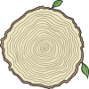 Tree Rings Display Photos | Twinkl (teacher made) - Twinkl
