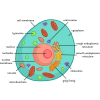 What is an Animal Cell? | Definition and Functions | Twinkl