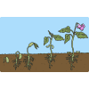 Life Cycle of a Bean Plant PowerPoint | Science Resources