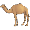 Camel Adaptation A4 Display Poster (teacher made) - Twinkl