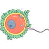 KS3 Reproduction Lesson 4: Sex Cells and Fertilisation
