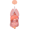 Human Body Interactive Visual Aid (teacher made)