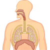 Respiratory System Resource Pack (Teacher-Made) - Twinkl