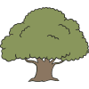 Blank Tree Fact File (teacher made) - Twinkl