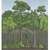 Daintree Rainforest Food Web Poster - Display Resources