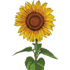What is the Sunflower Life Cycle? | Answered | Teaching Resources