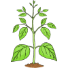 Shortest to Tallest Flower Sequencing Worksheet / Worksheet