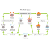 The Rock Cycle Worksheet | KS3 Chemistry | Beyond Secondary